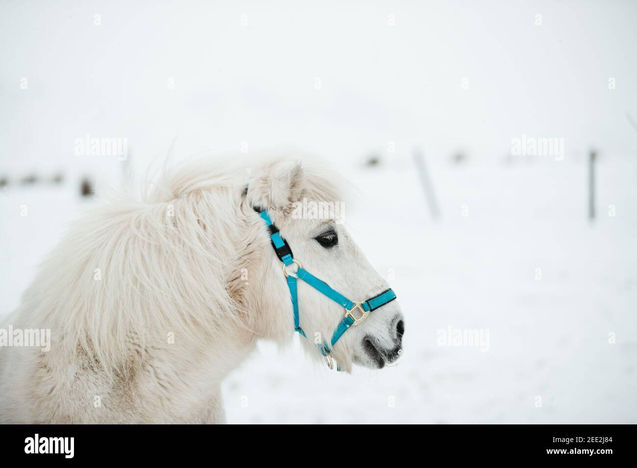 Shetlandpony im schnee -Fotos und -Bildmaterial in hoher Auflösung – Alamy