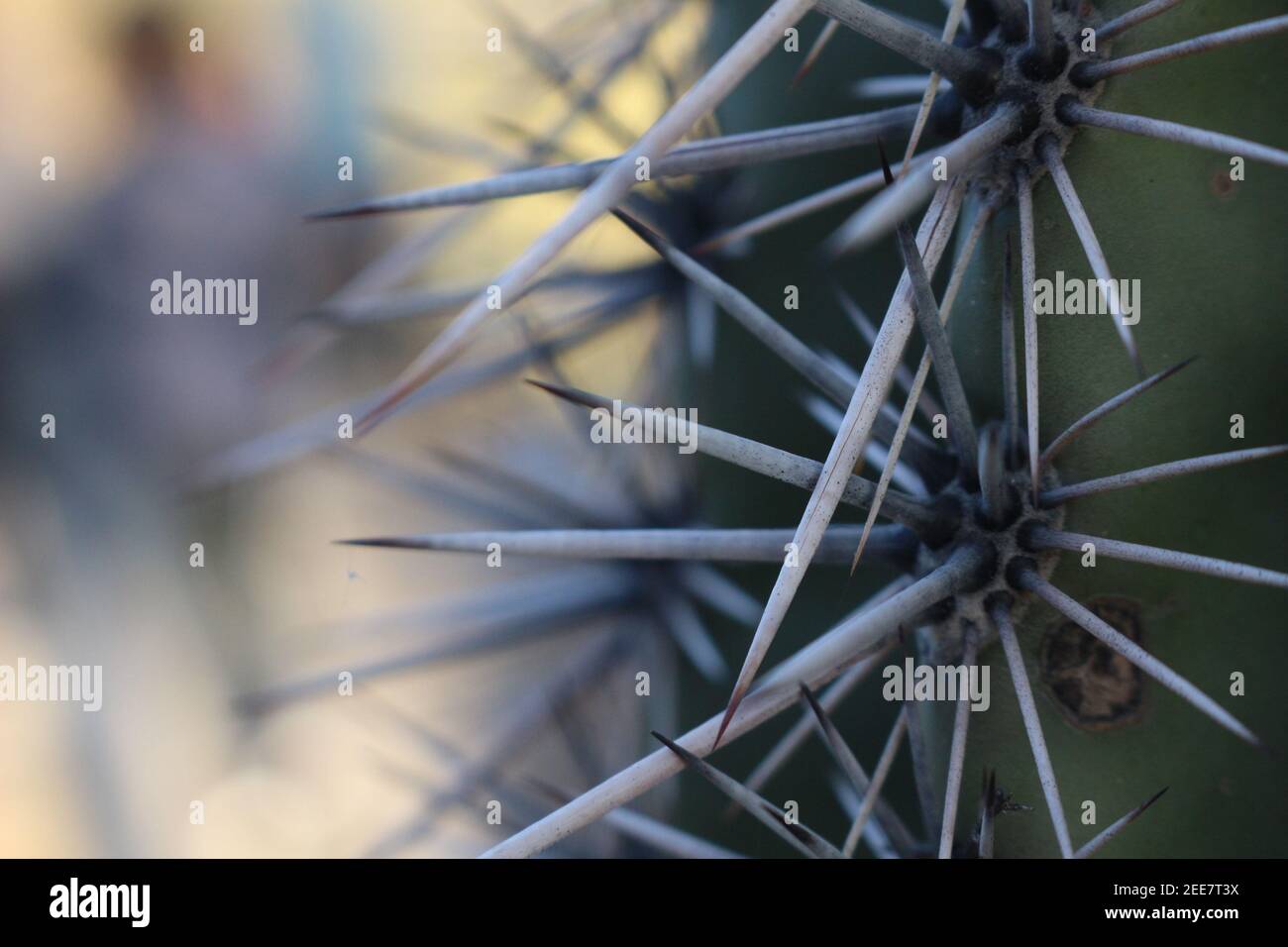 Kaktus stacheln -Fotos und -Bildmaterial in hoher Auflösung – Alamy