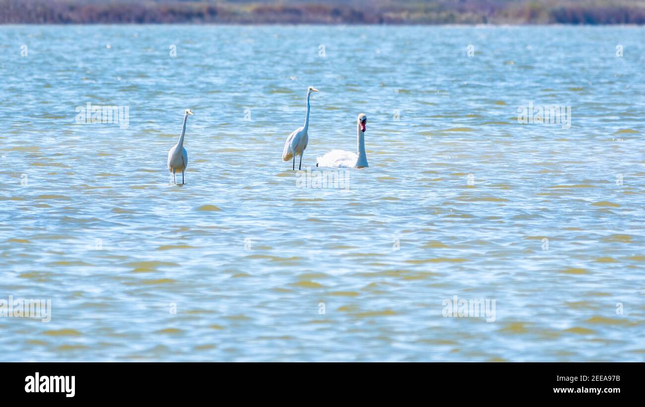 Anmutige Wasservögel, weiße Schwäne und weiße Reiher schwimmen im See ... Anmutige Wasservögel, weiße Schwäne und weiße Reiher schwimmen im See ...