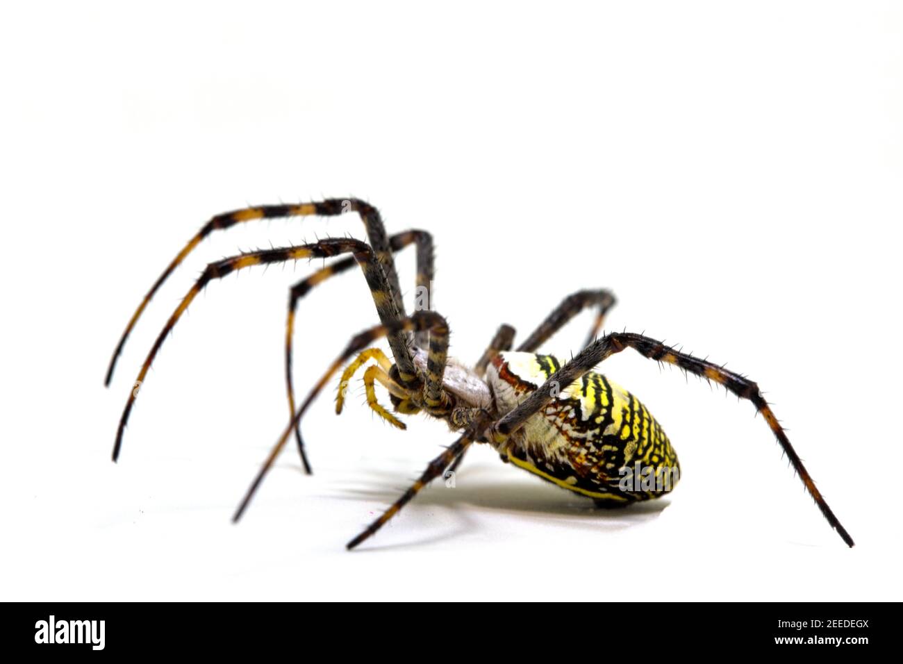 Exotische Spinne Stockfotos und -bilder Kaufen - Alamy