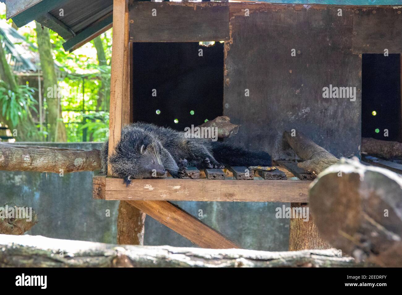Palawan bear cat -Fotos und -Bildmaterial in hoher Auflösung – Alamy