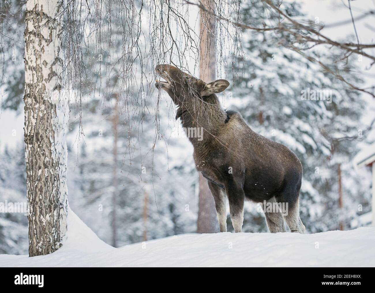 Schwedischer Elch, Alces alces, im Tiefschnee. Das Tier ist in der Nähe ...
