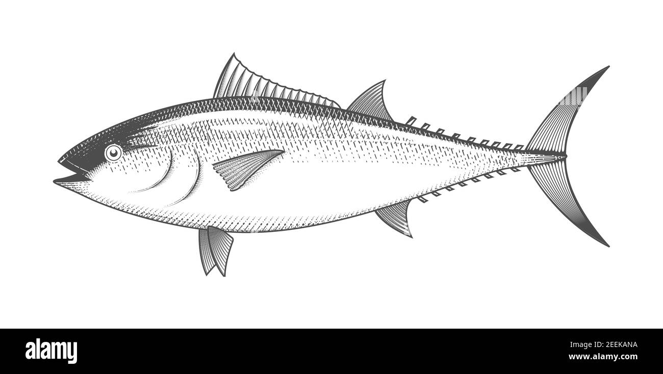 Thunfisch-Skizze, handgezeichneter Fisch, Tunika-Meeresfrüchte-Menü ...