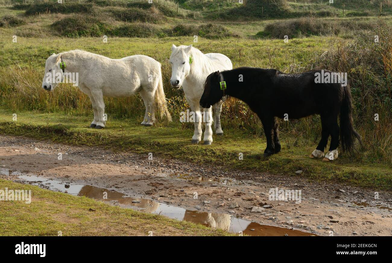 Pony trio -Fotos und -Bildmaterial in hoher Auflösung – Alamy