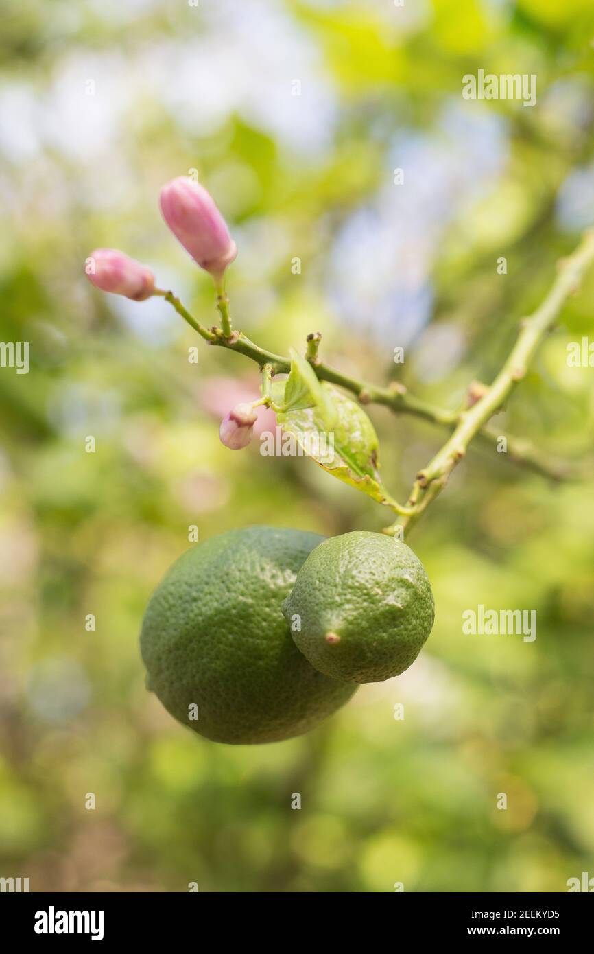Zitrus Limon Eureka Stockfotos und -bilder Kaufen - Alamy