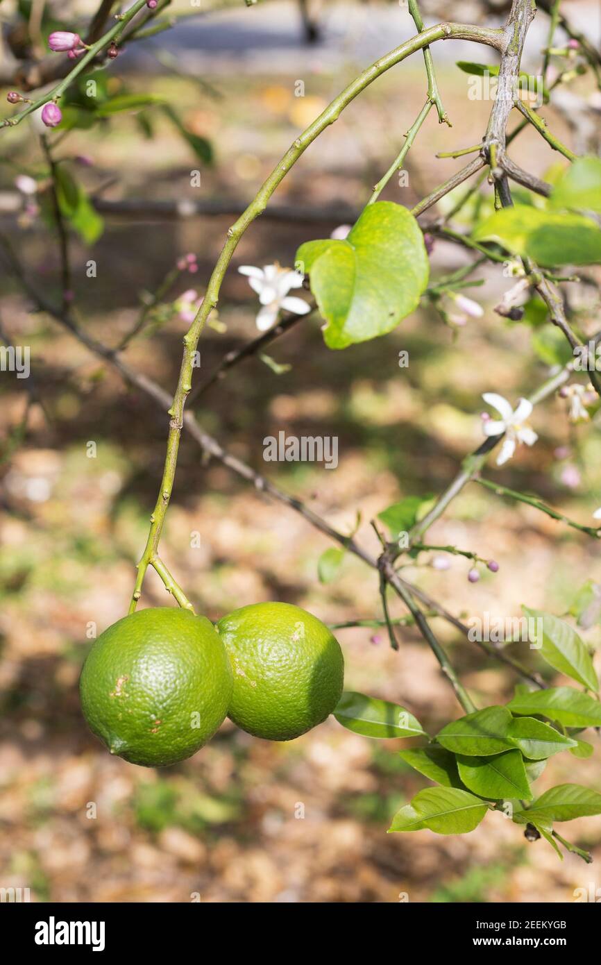 Zitrus Limon Eureka Stockfotos und -bilder Kaufen - Alamy
