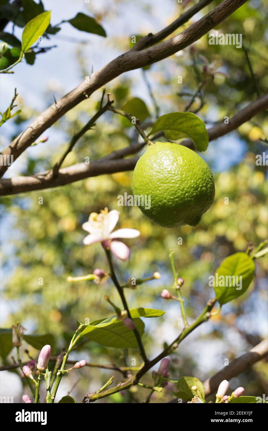 Zitrus Limon Eureka Stockfotos und -bilder Kaufen - Alamy