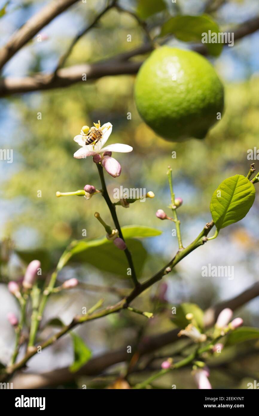 Zitrus Limon Eureka Stockfotos und -bilder Kaufen - Alamy