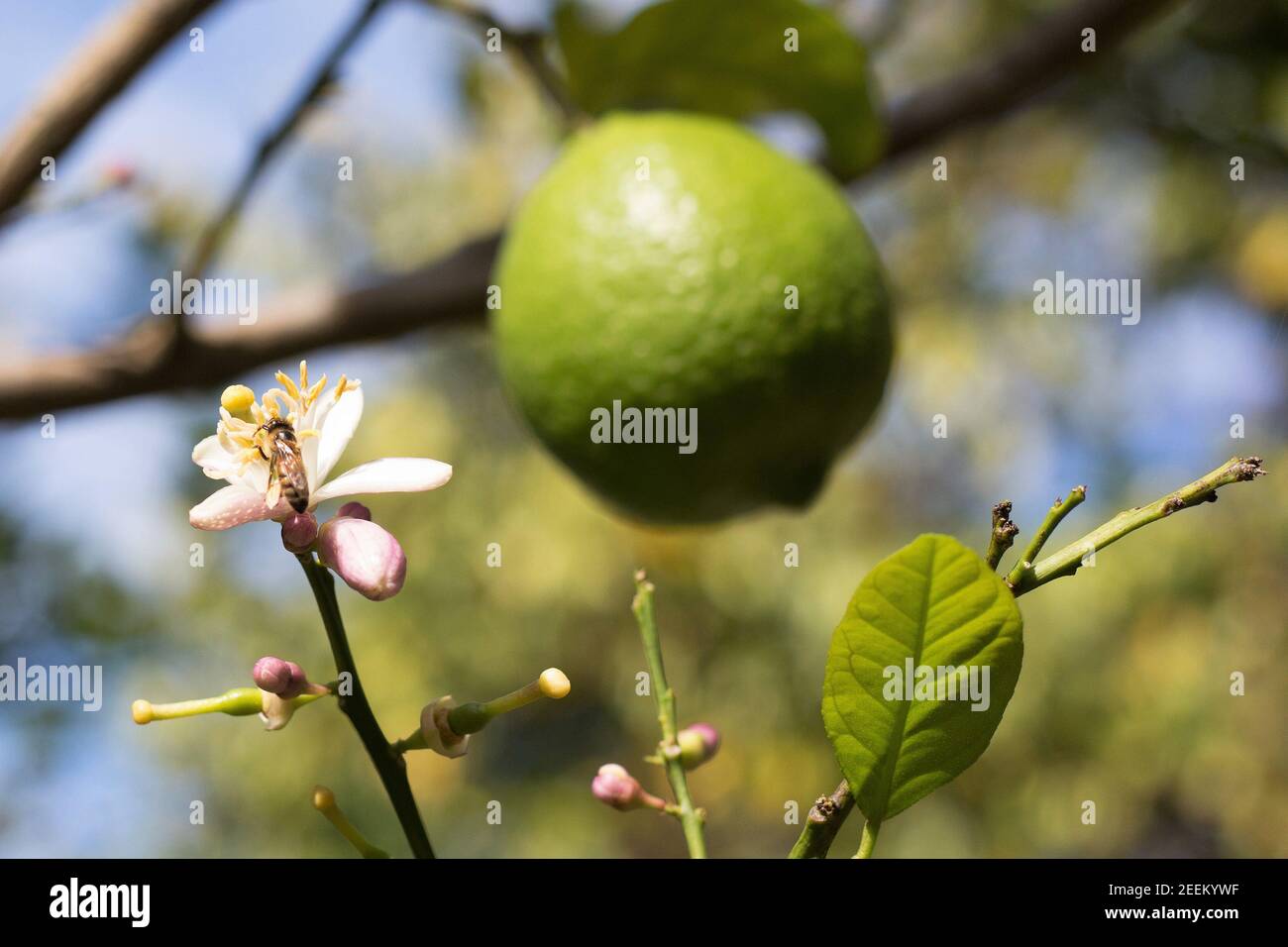 Eureka zitrone -Fotos und -Bildmaterial in hoher Auflösung – Alamy