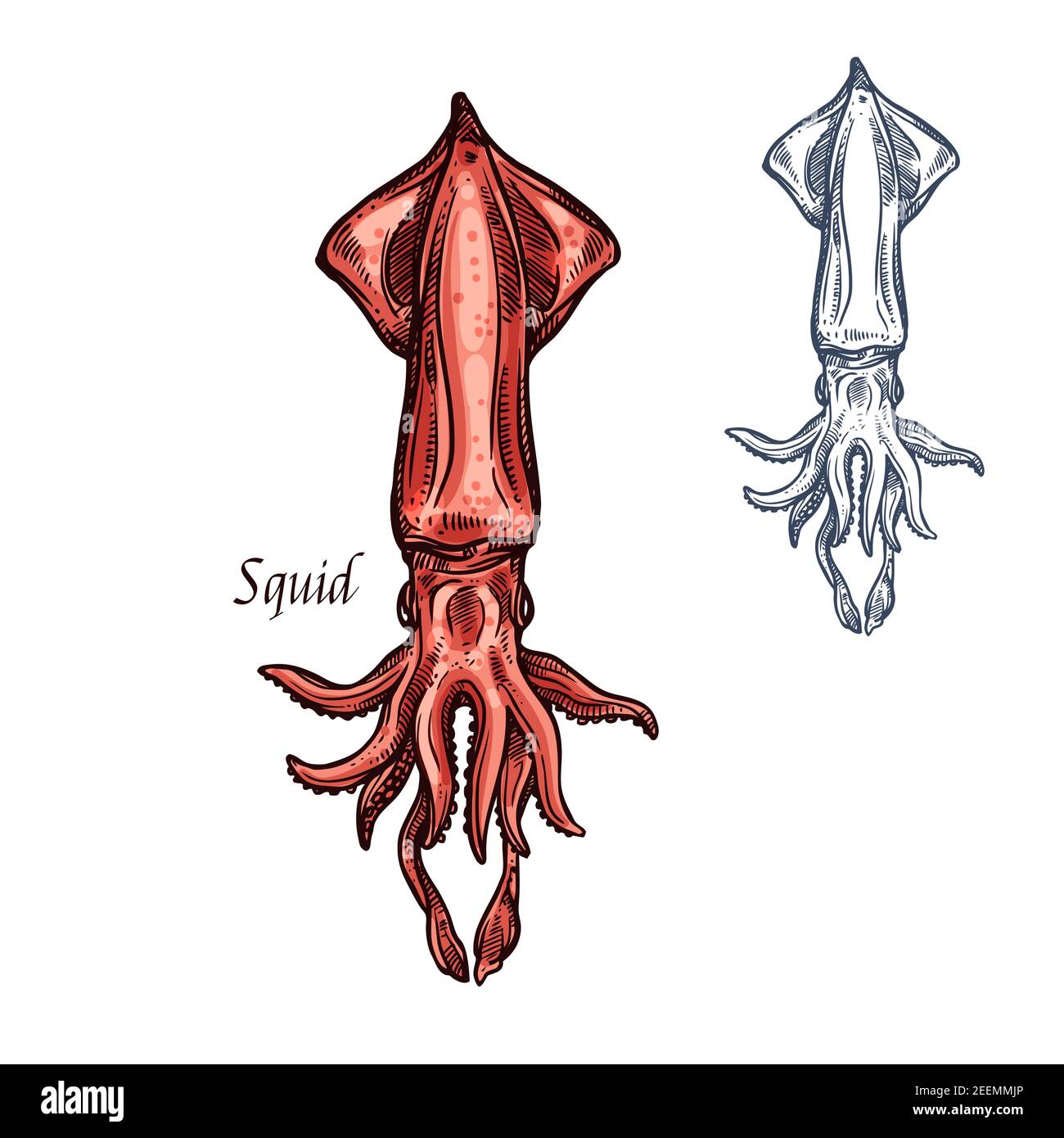 Symbol für Kalmare Skizze. Vector isolierten Ozean calamari Tintenfisch ...