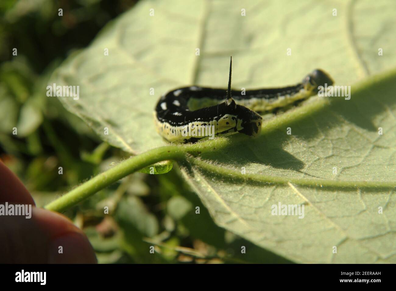 Larven kriechen -Fotos und -Bildmaterial in hoher Auflösung – Alamy