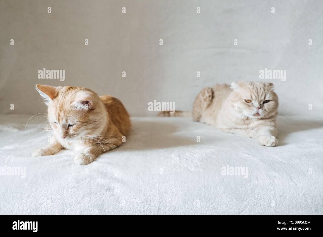 Katzen Zu Hause Stockfotos und -bilder Kaufen - Alamy
