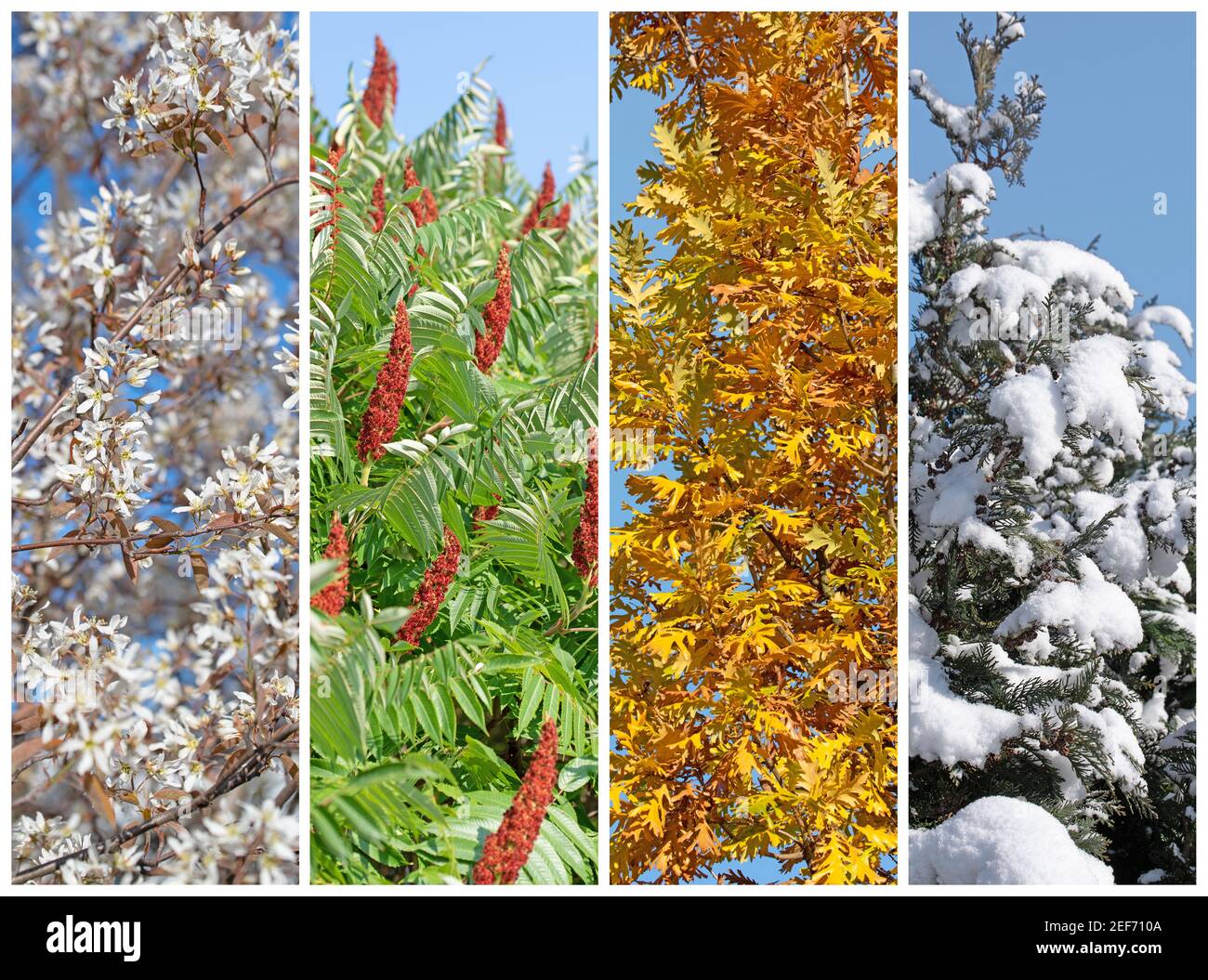 Natur in vier jahreszeiten -Fotos und -Bildmaterial in hoher Auflösung – Alamy