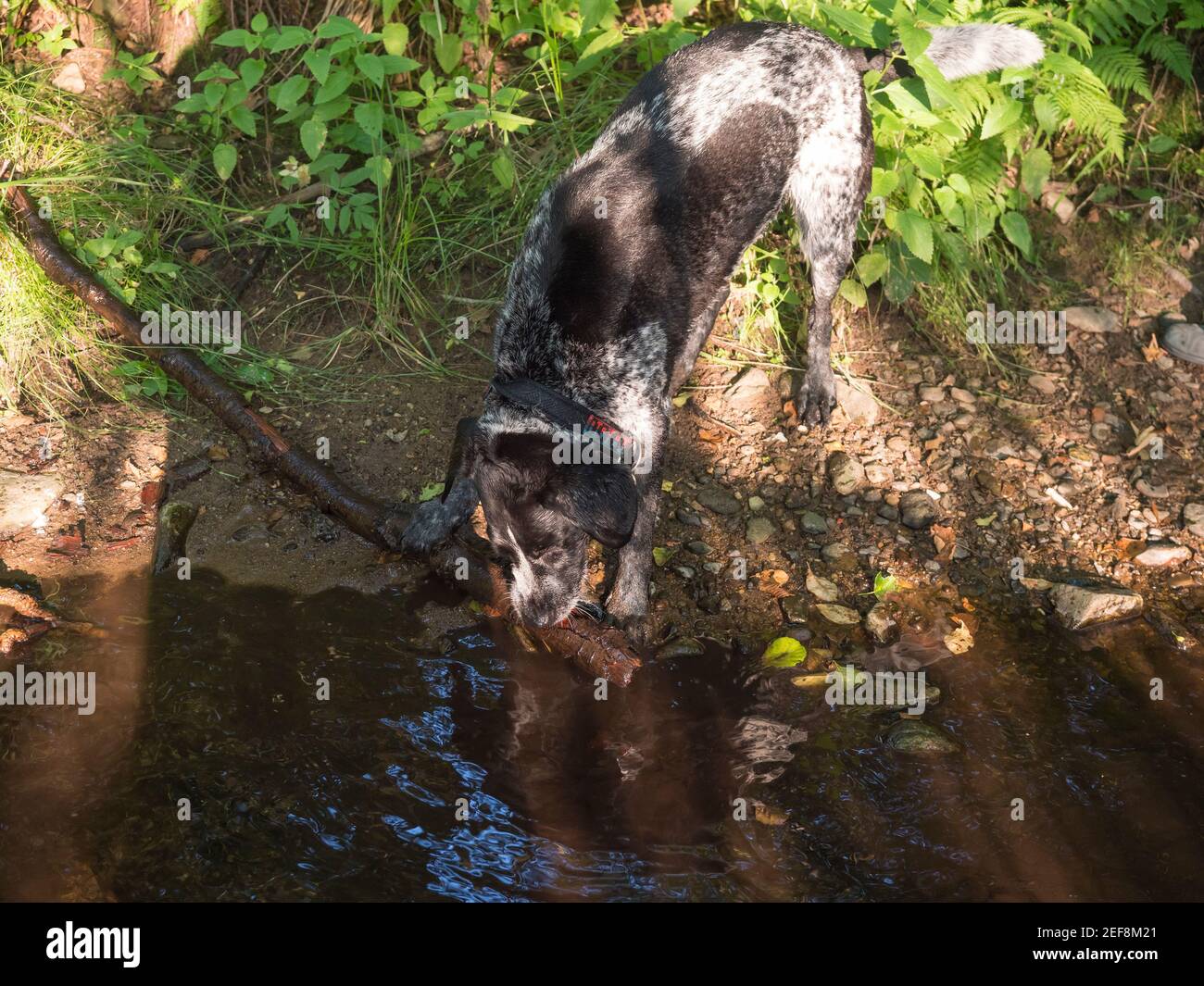 Golden retriever mit stock wald Stockfotos und -bilder Kaufen - Alamy