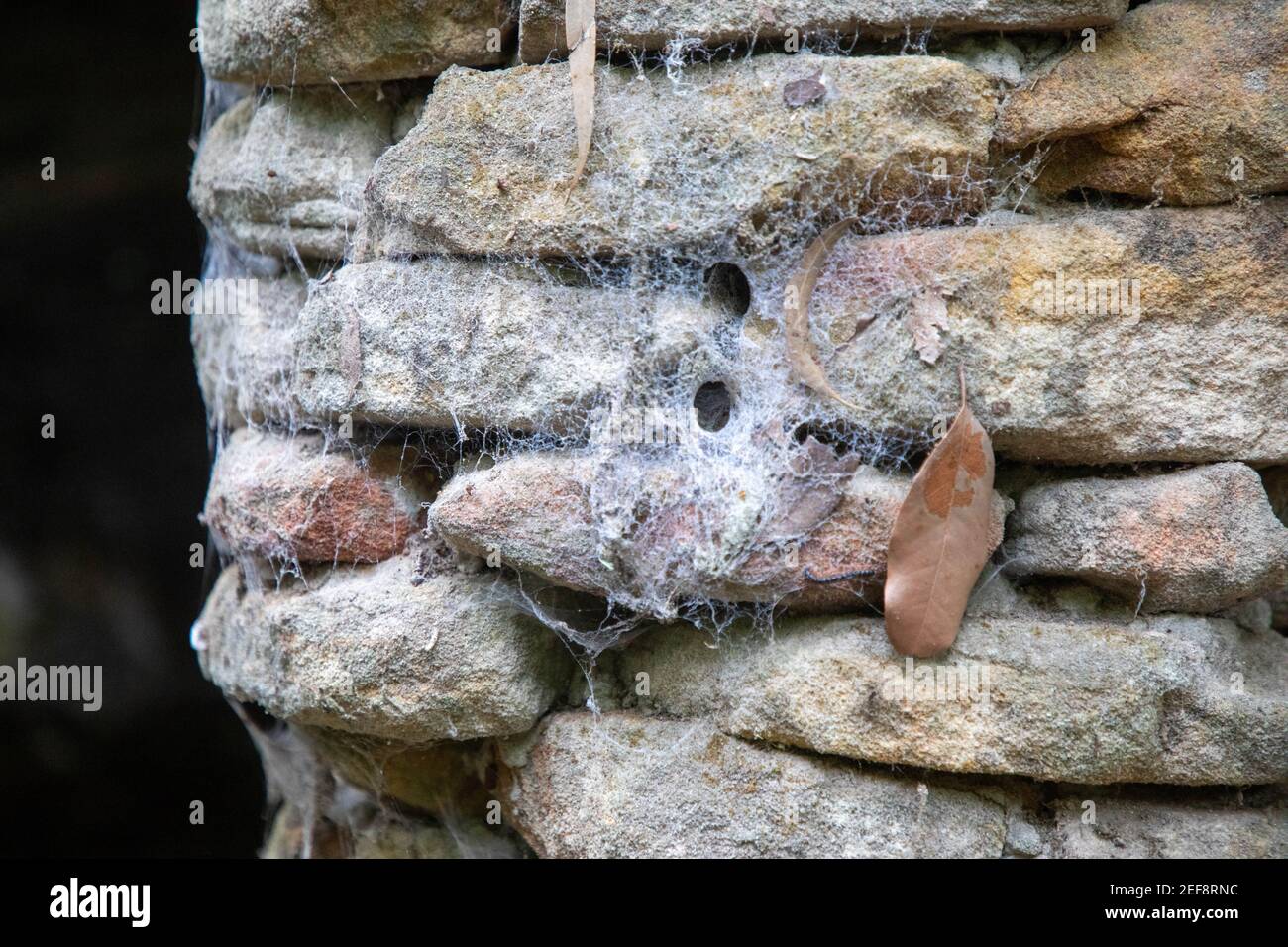 Sydney trichternetzspinne -Fotos und -Bildmaterial in hoher Auflösung ...