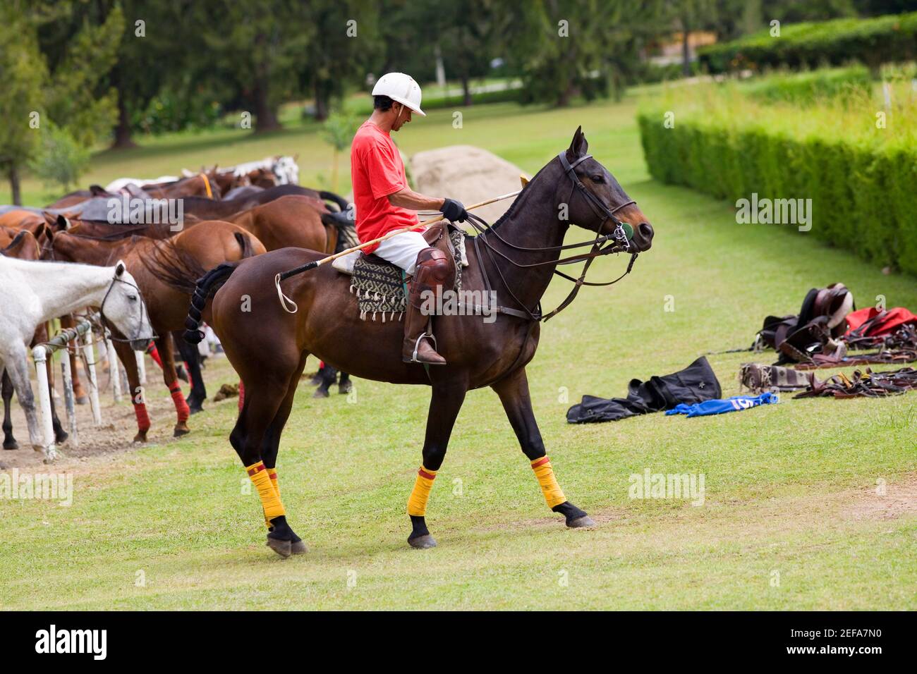 Seitenprofil Eines Mannes, Der Ein Pferd Reitet Stockfotos und -bilder ...