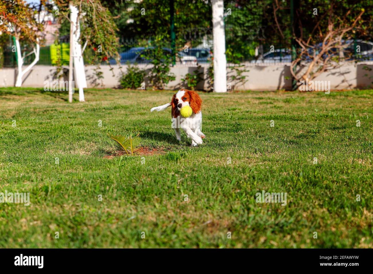 Sehr verspielte Hunderasse King Charles Cavalier. Dieser Hund läuft mit ...