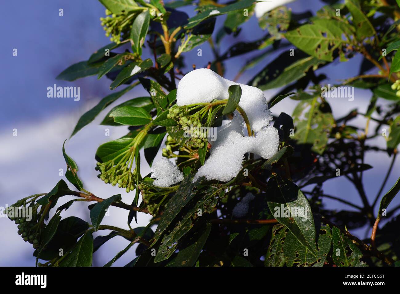 Viburnum tinus winter -Fotos und -Bildmaterial in hoher Auflösung – Alamy