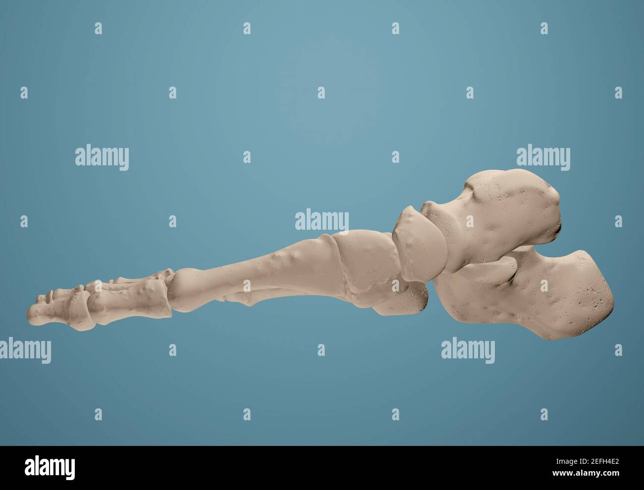 Anatomie der knochen -Fotos und -Bildmaterial in hoher Auflösung – Alamy