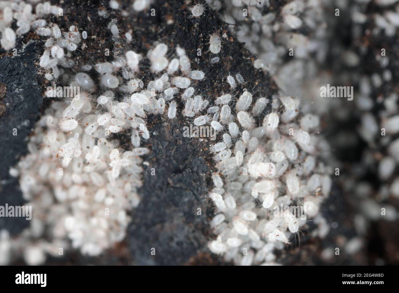 Scabies mite -Fotos und -Bildmaterial in hoher Auflösung – Alamy