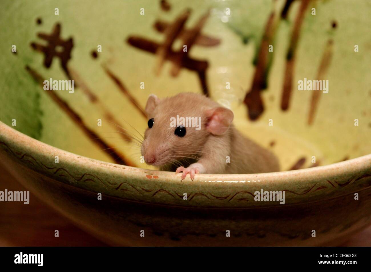 Lustige braune Ratte sitzen auf einem großen Tontopf. Die Fancy Ratte ...