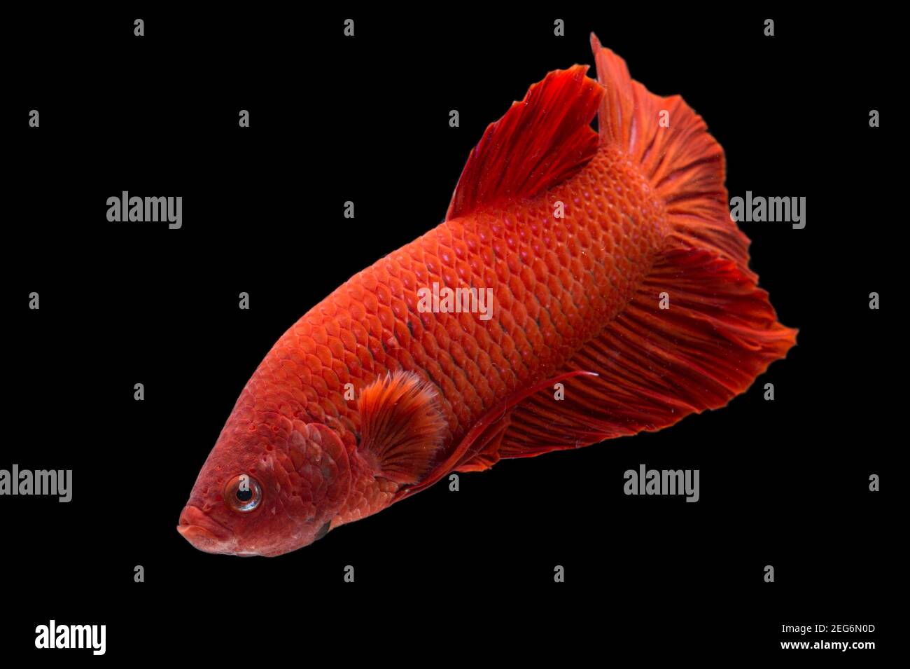 Super rote betta -Fotos und -Bildmaterial in hoher Auflösung – Alamy