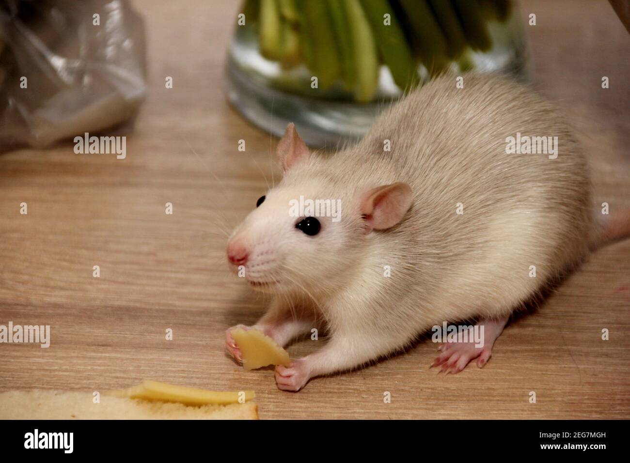 Lustige braune Ratten sitzen in einem großen Tontopf und essen Brot ...