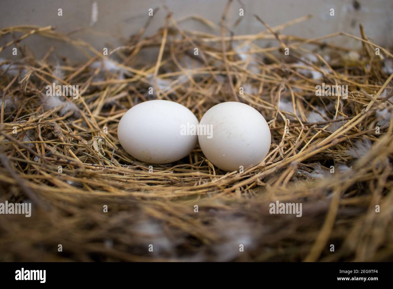 Taubeneier im nest -Fotos und -Bildmaterial in hoher Auflösung – Alamy