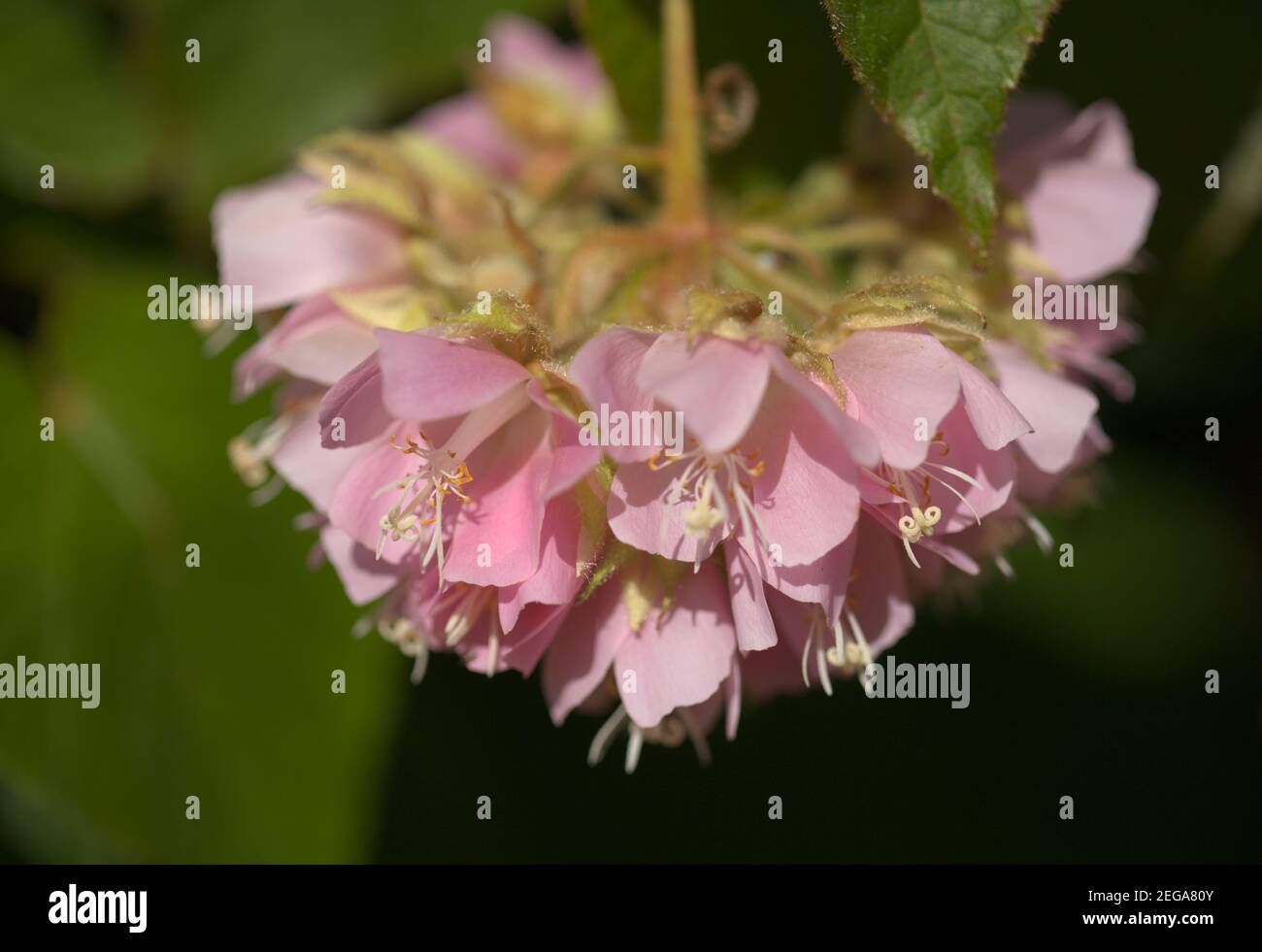 Dombeya wallichii -Fotos und -Bildmaterial in hoher Auflösung – Alamy