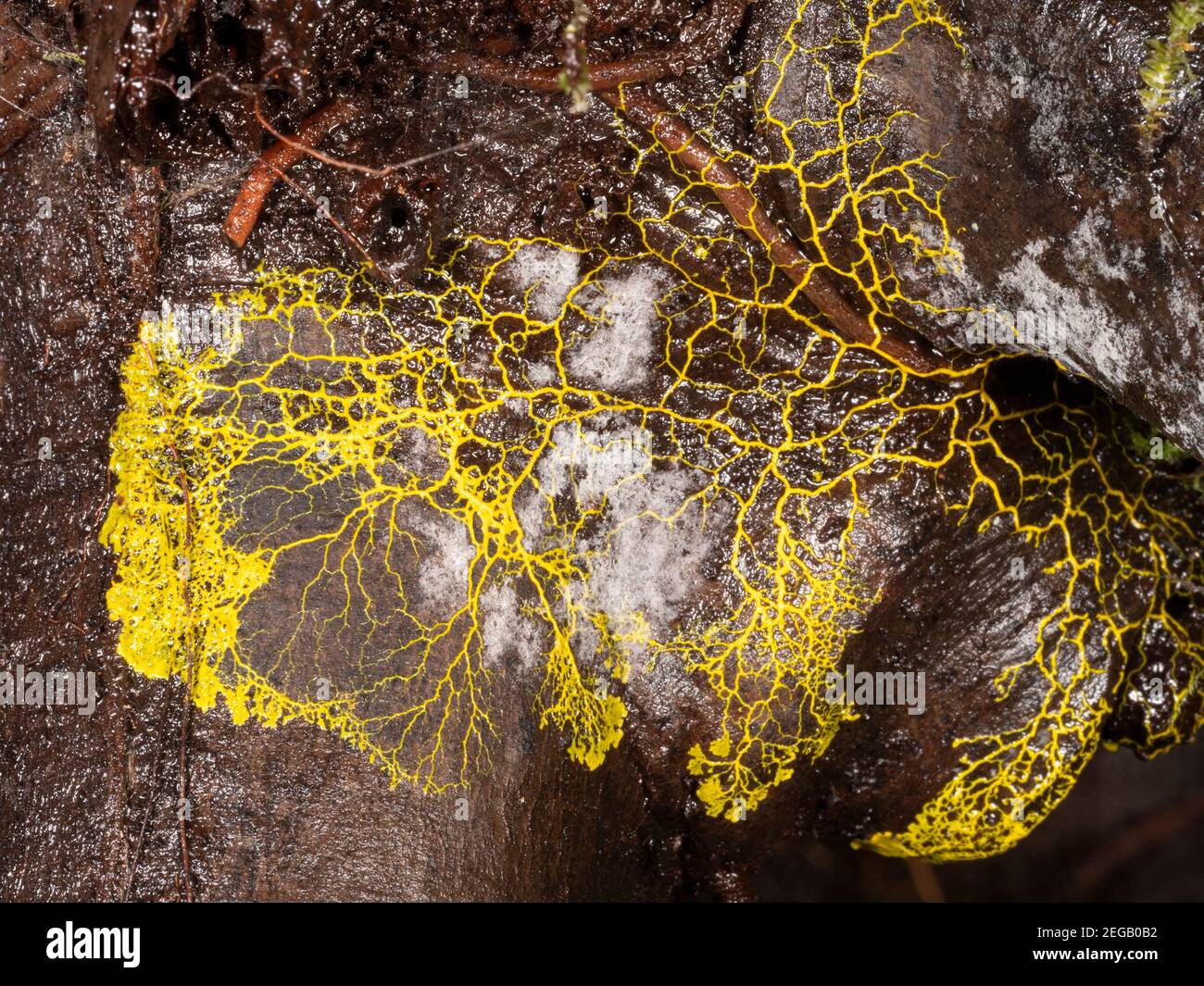 Plasmodium Stadium einer Schleimform. Im Bergregenwald bei Cosanga ...