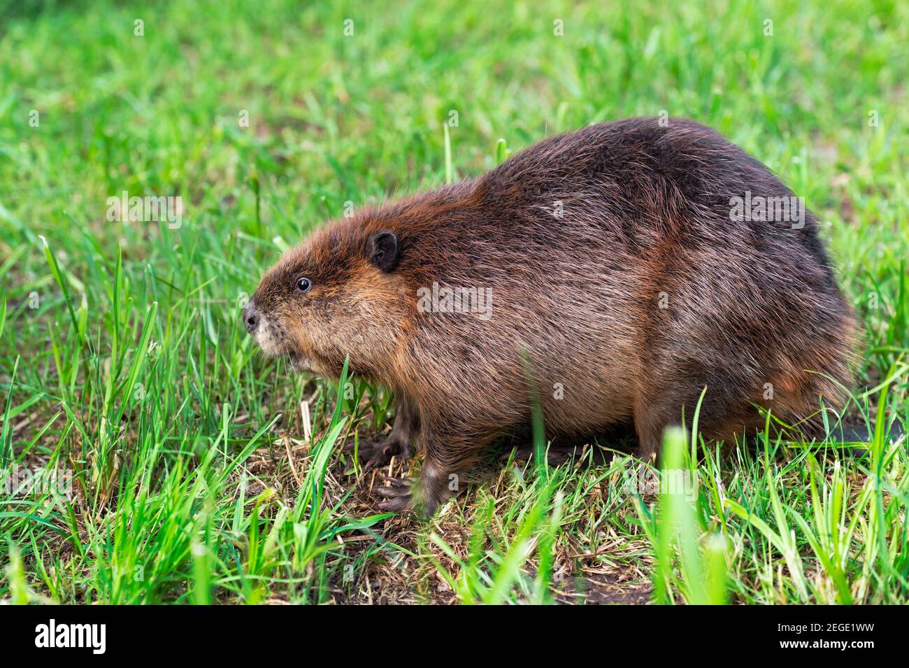 Erwachsener biber -Fotos und -Bildmaterial in hoher Auflösung – Alamy