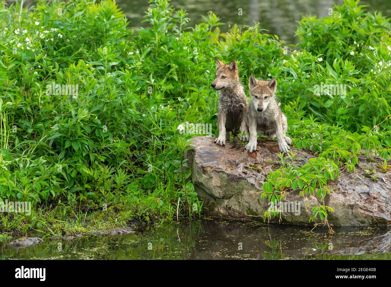 Timberwolf canis lupus paar welpen -Fotos und -Bildmaterial in hoher ...
