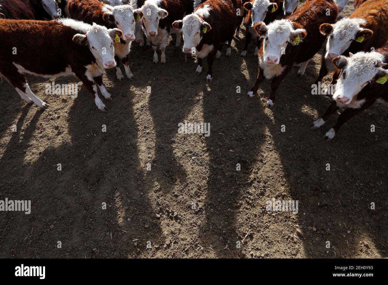 Hereford cattle -Fotos und -Bildmaterial in hoher Auflösung – Alamy