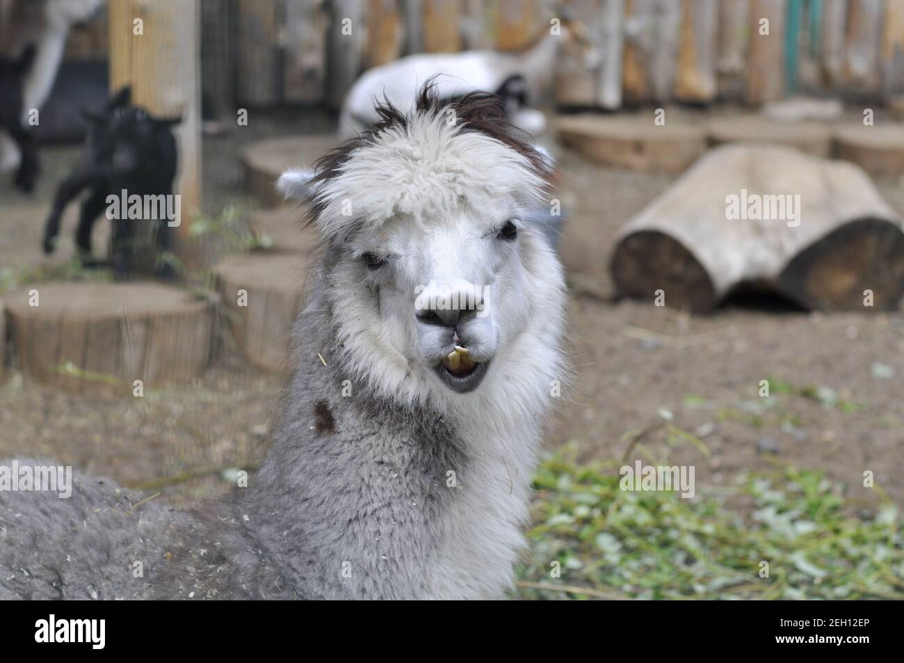 Lama teeth -Fotos und -Bildmaterial in hoher Auflösung – Alamy