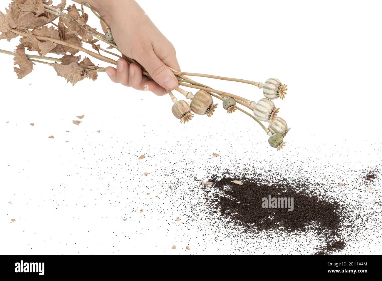 Mohnsamen hand -Fotos und -Bildmaterial in hoher Auflösung – Alamy