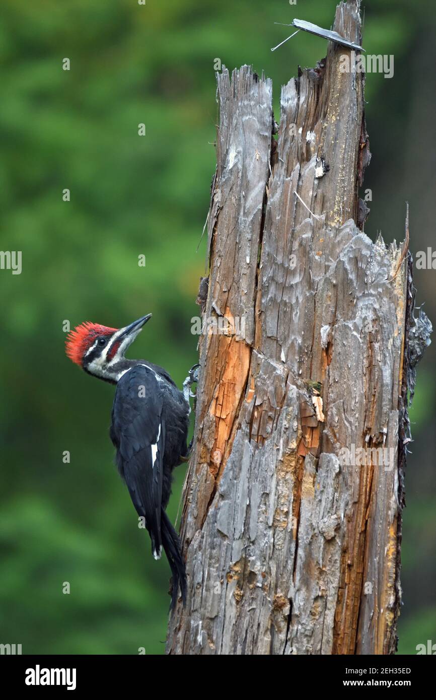 Unreifer specht -Fotos und -Bildmaterial in hoher Auflösung – Alamy