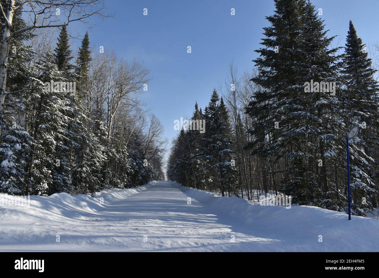 Arbre en hiver -Fotos und -Bildmaterial in hoher Auflösung – Alamy