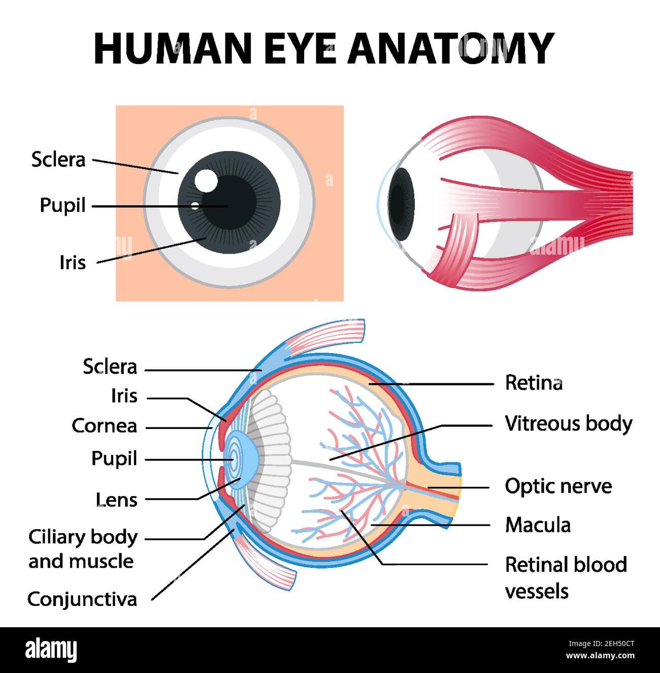 Diagramm der Anatomie des menschlichen Auges mit Beschriftung Stock ...