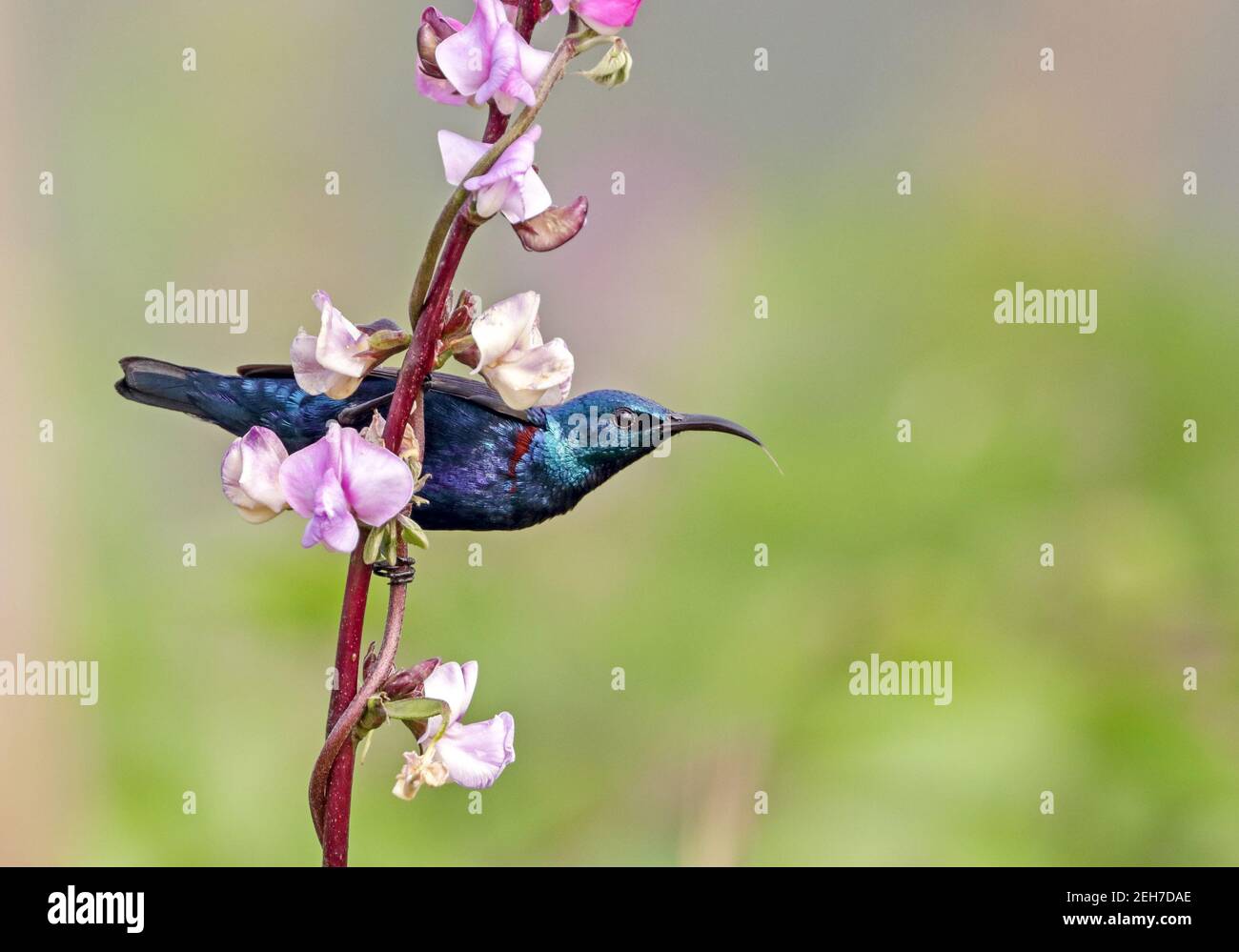 Purpurroter Sonnenvogel Stockfotos und -bilder Kaufen - Alamy