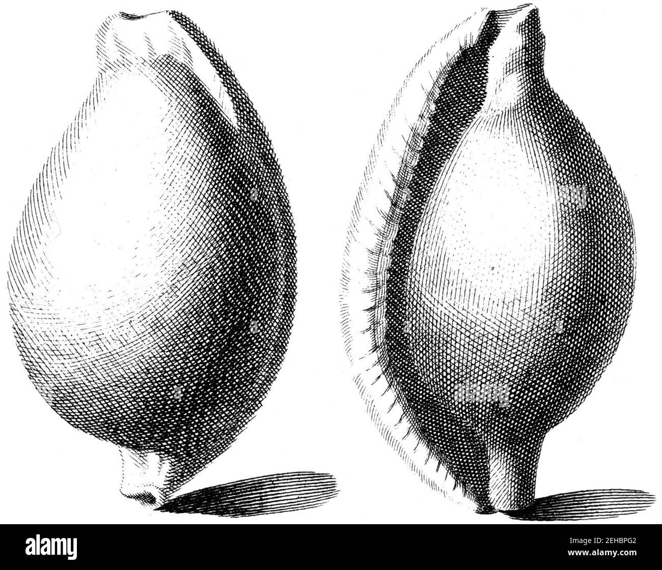 Ovula ovum -Fotos und -Bildmaterial in hoher Auflösung – Alamy