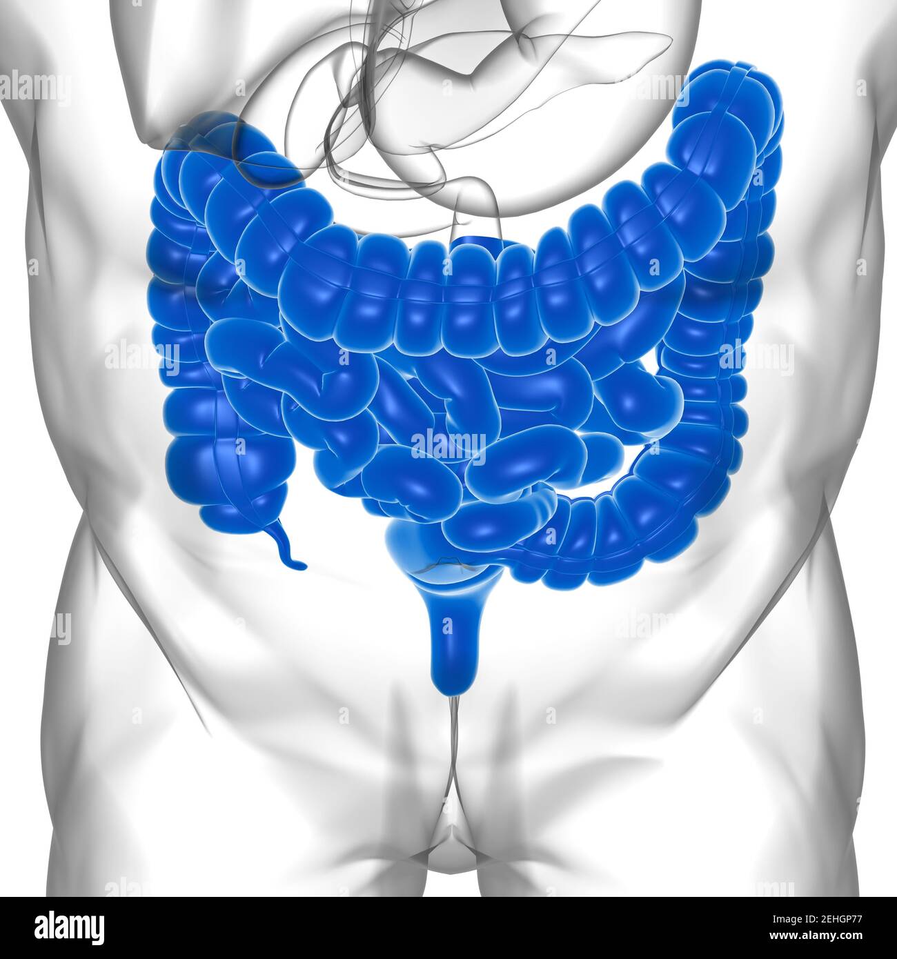 3D-Illustration des Dünndarms und des Dickdarms Anatomie des ...