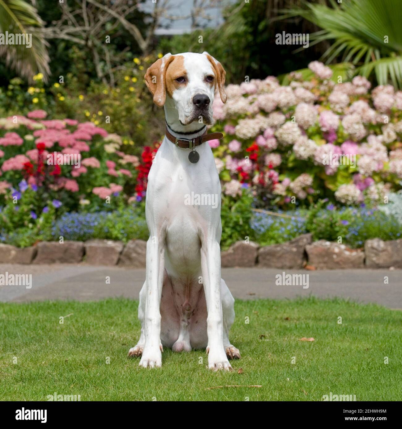 English collar -Fotos und -Bildmaterial in hoher Auflösung – Alamy