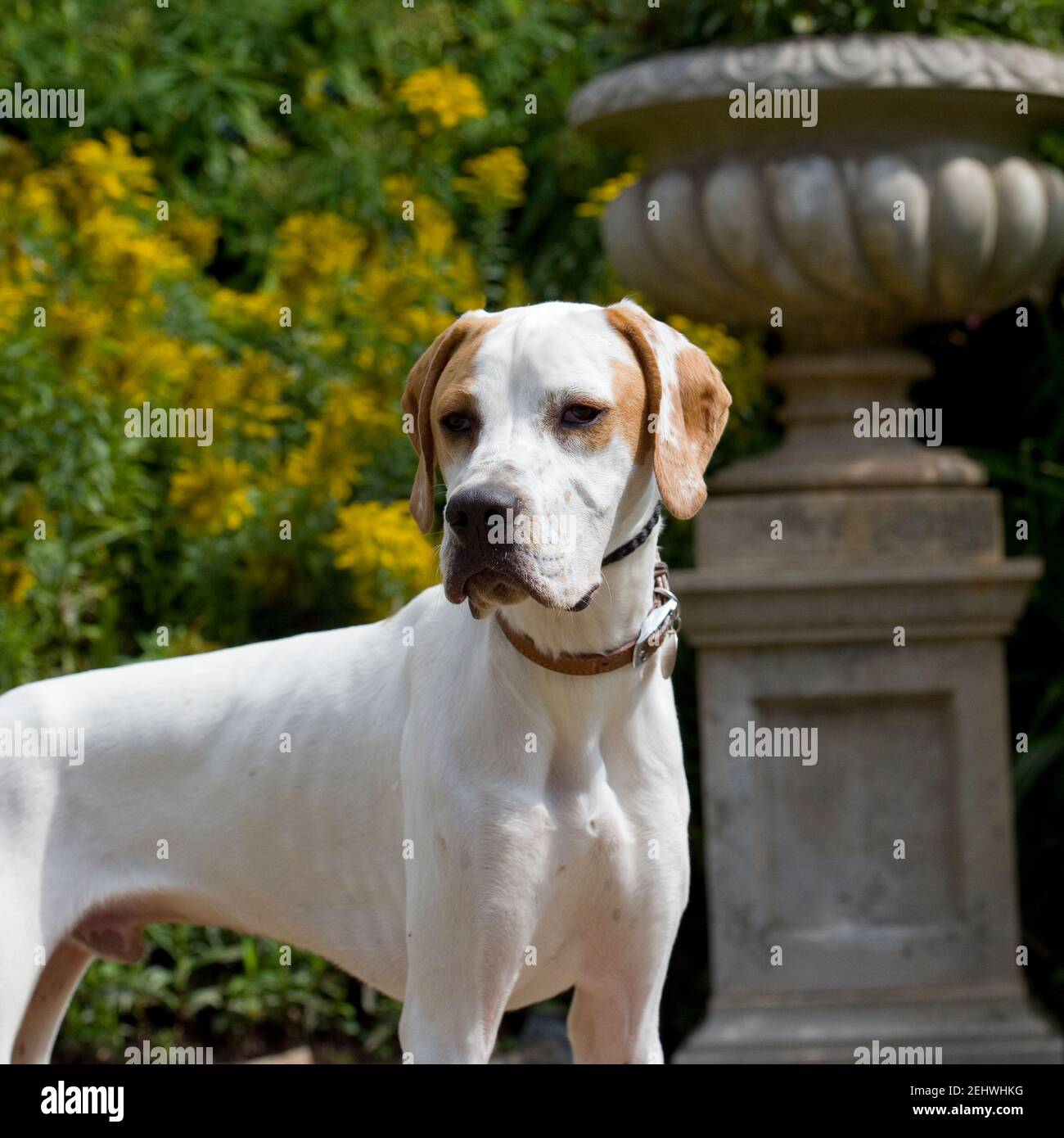 Gelber zeiger -Fotos und -Bildmaterial in hoher Auflösung – Alamy