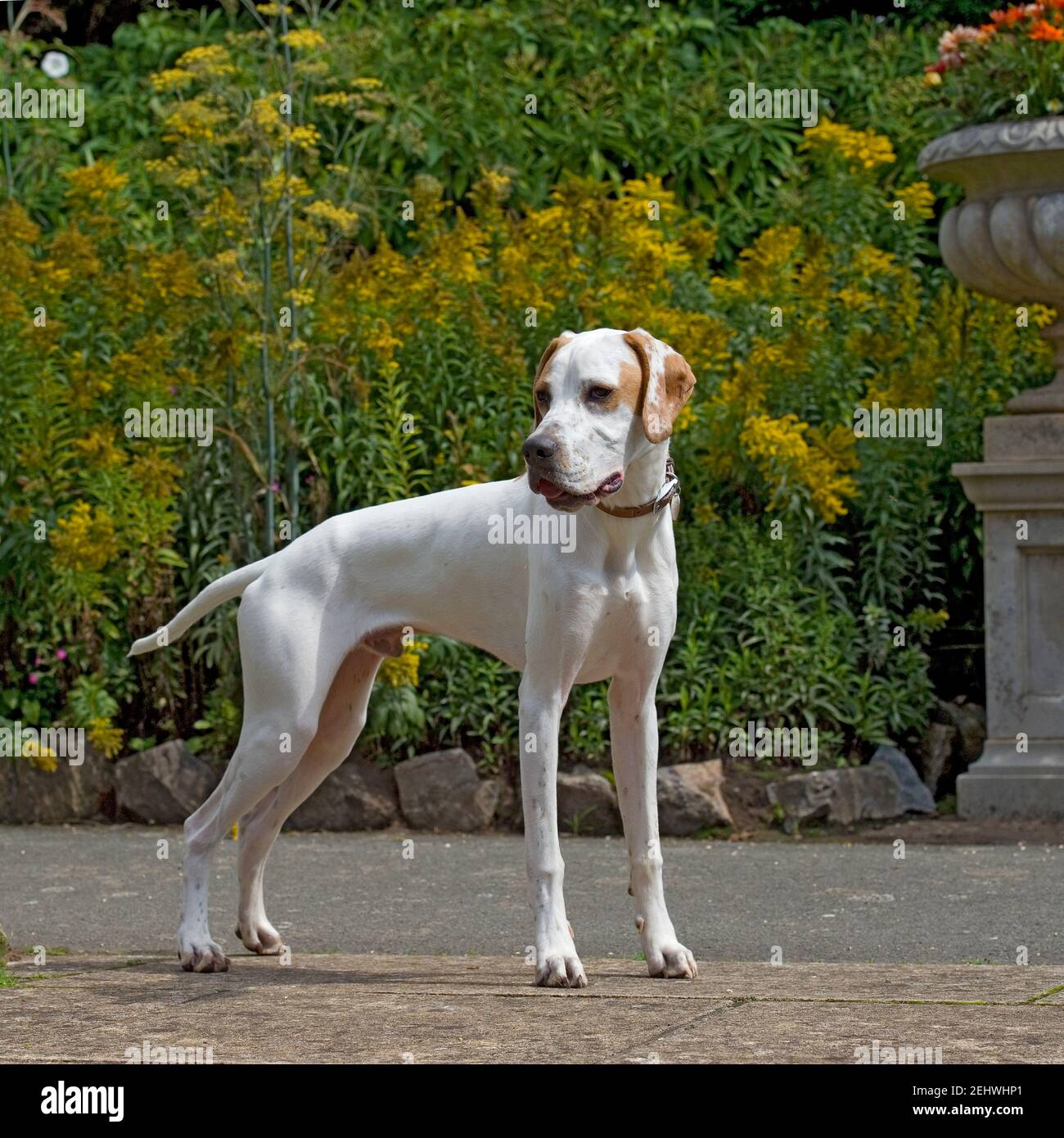 Gelber zeiger -Fotos und -Bildmaterial in hoher Auflösung – Alamy