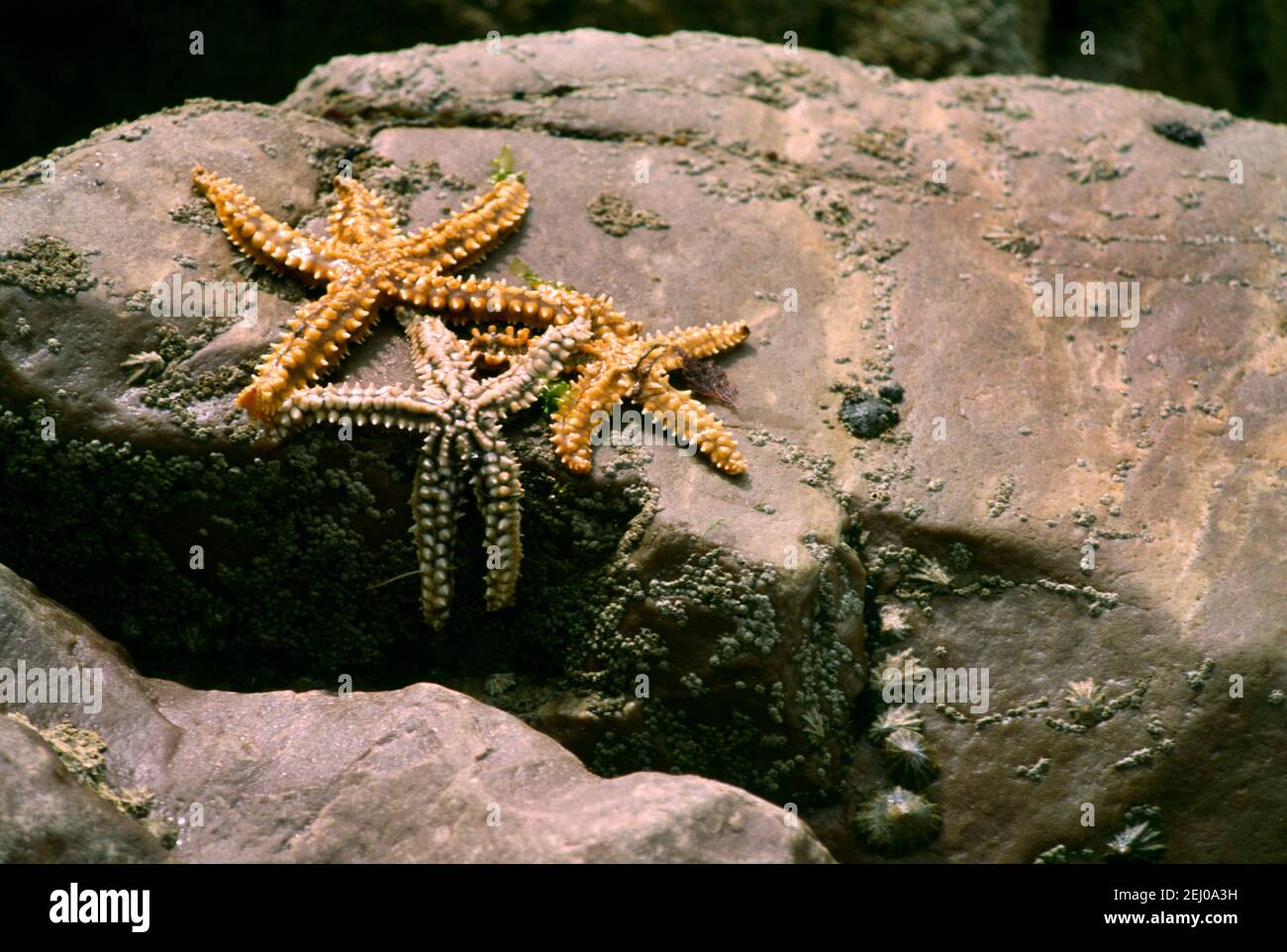 Seesterne seesterne asteroidea -Fotos und -Bildmaterial in hoher ...