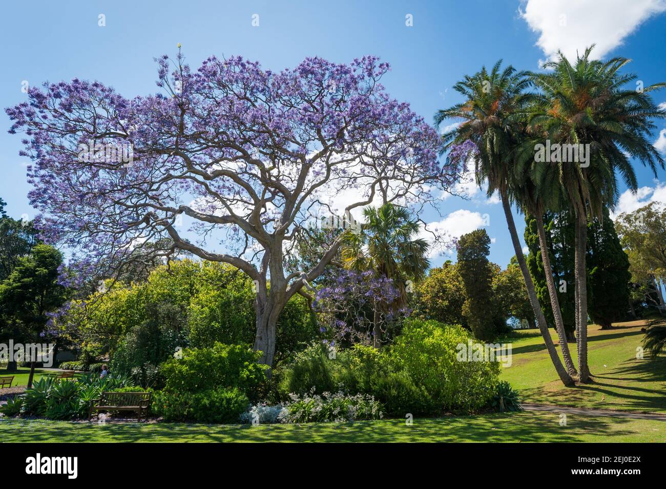 Jacaranda jacaranda mimosifolia -Fotos und -Bildmaterial in hoher Auflösung - Seite 3 - Alamy