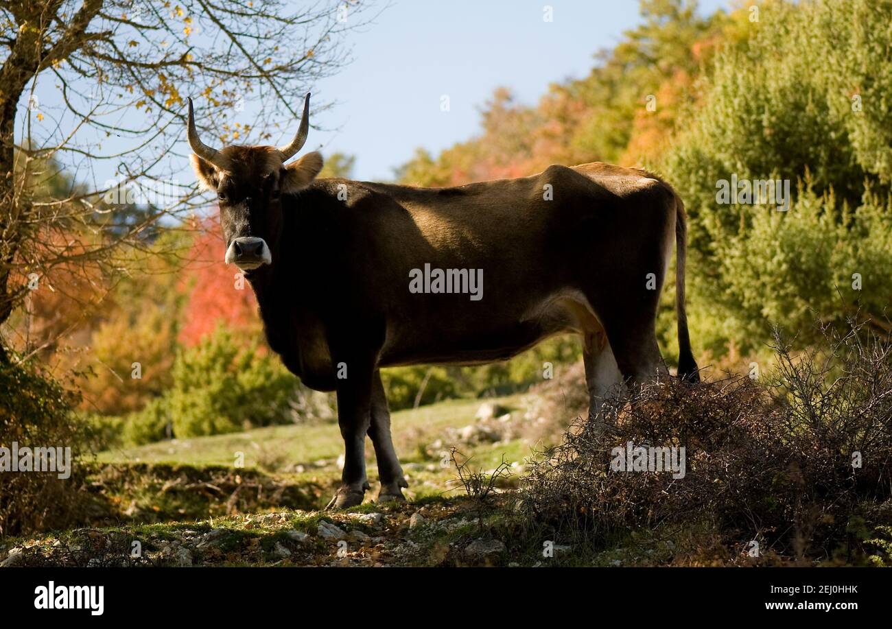 Offene ochsen -Fotos und -Bildmaterial in hoher Auflösung – Alamy