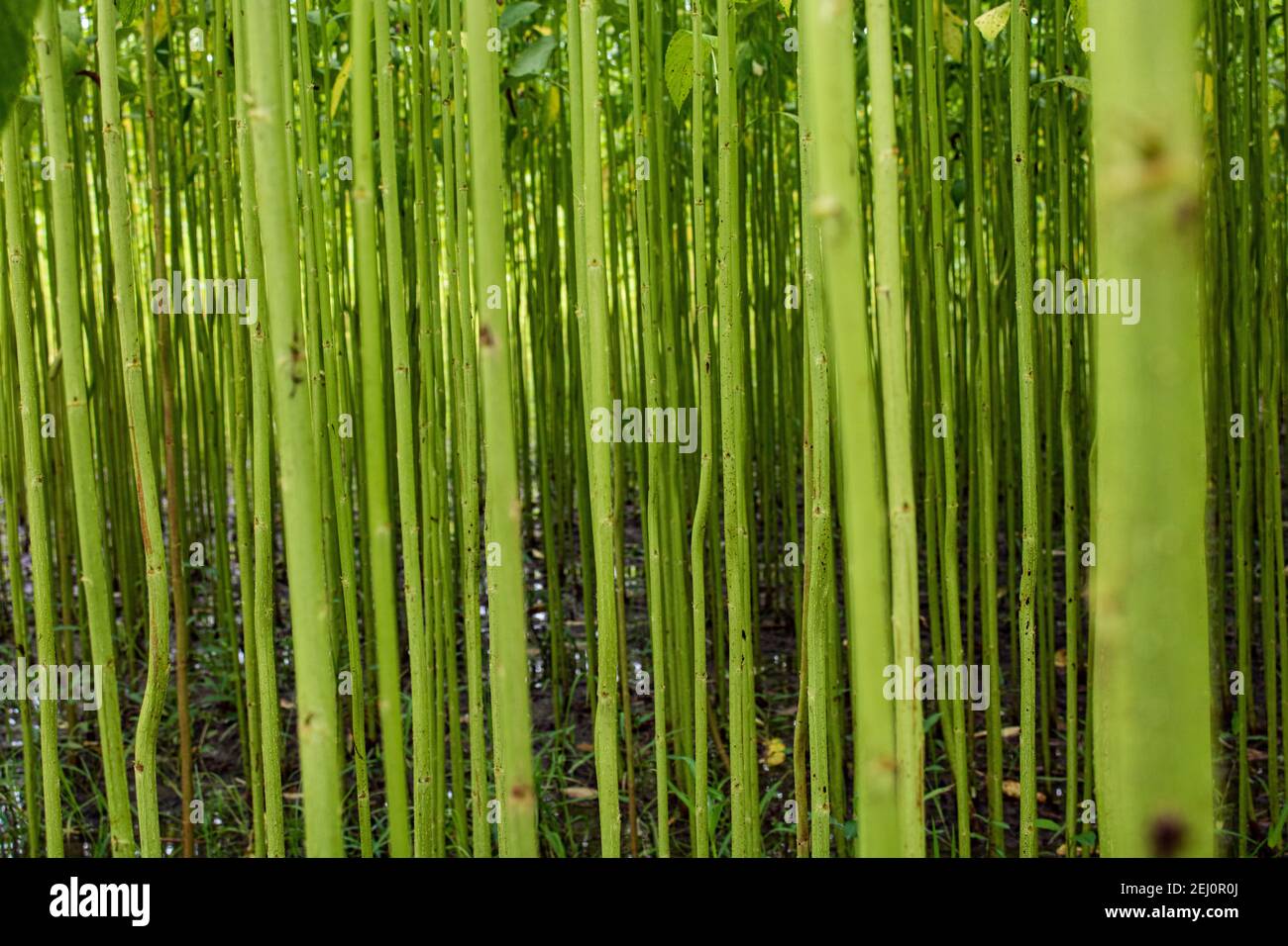 Jute anbau -Fotos und -Bildmaterial in hoher Auflösung – Alamy