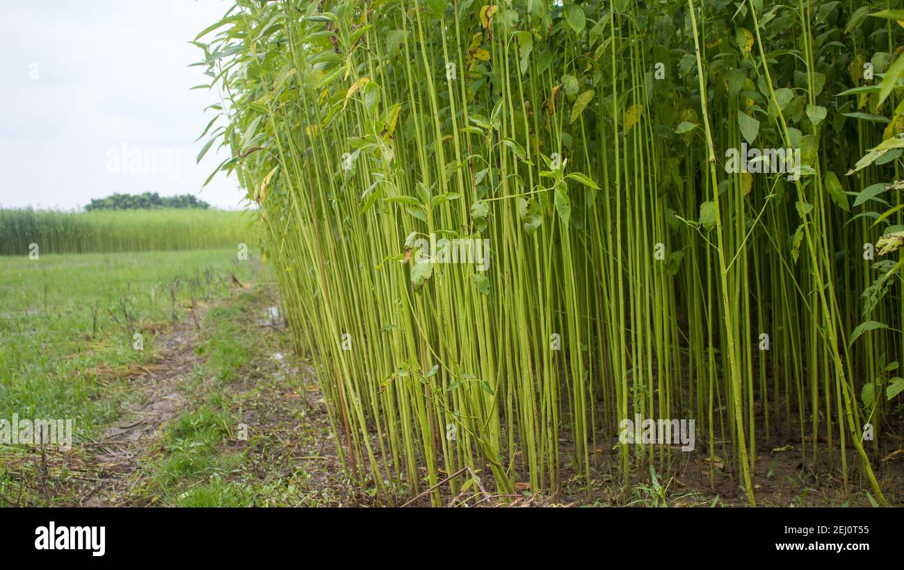 Jute anbau -Fotos und -Bildmaterial in hoher Auflösung – Alamy