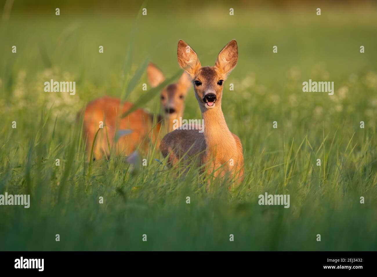 Zwei Rehkitz-Rehkitze stehen auf dem Medaow in der sommerlichen Natur ...